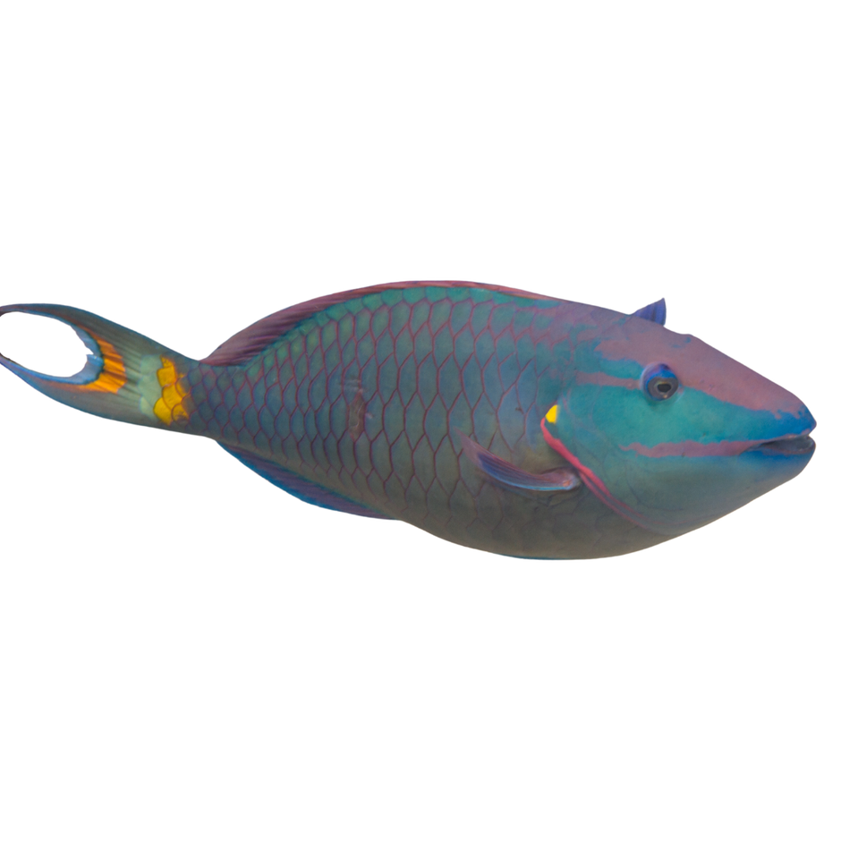 Parrotfish For Sale – Foxy Saltwater Tropicals