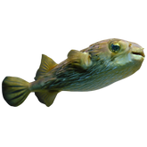 Saltwater Tropical Fish | Direct from the Collector | Foxy Tropicals ...