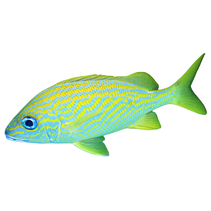 Grunt Fish For Sale#N# – Foxy Saltwater Tropicals