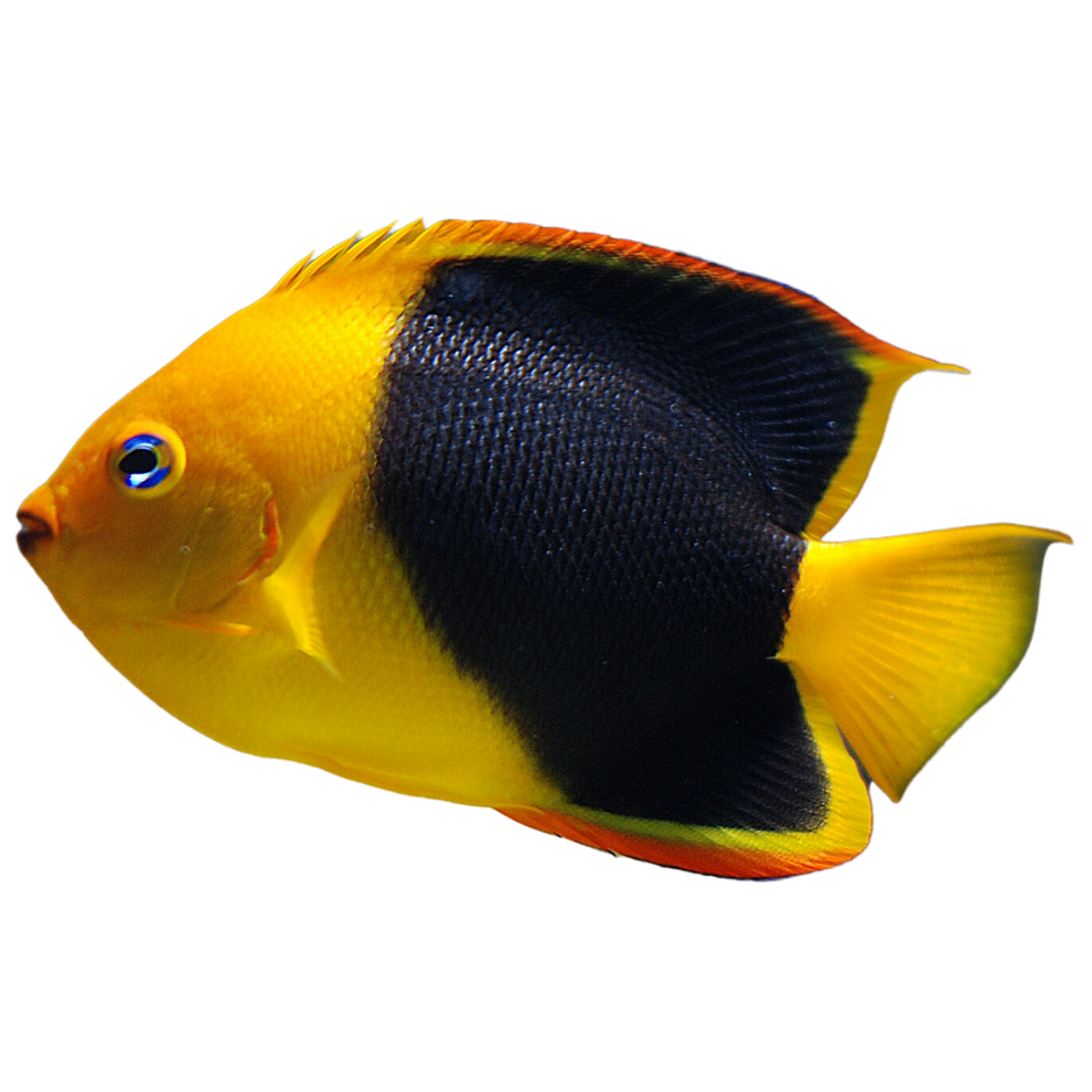 Rock Beauty Angelfish (Large 4-5 inches) – Foxy Saltwater Tropicals