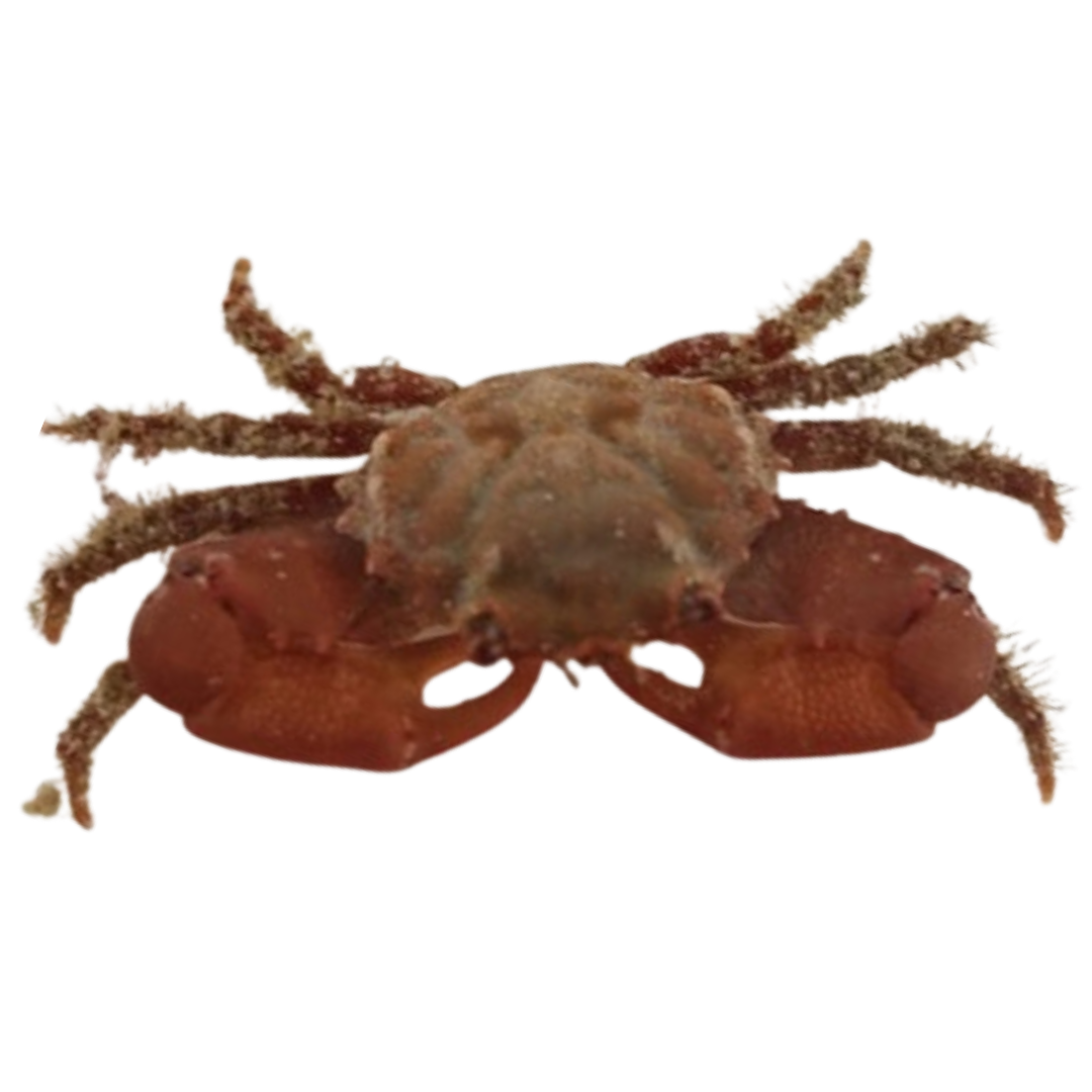 Ruby Emerald Crab – Foxy Saltwater Tropicals