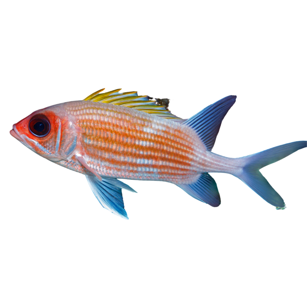 Squirrel Fish For Sale – Foxy Saltwater Tropicals