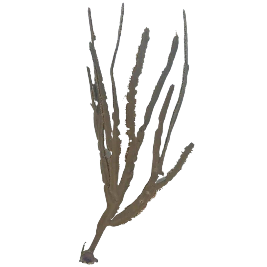 Buy Tan Grooved Blade Sea Whips | Foxy Saltwater Tropicals