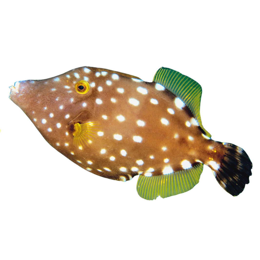 Filefish For Sale#N# – Foxy Saltwater Tropicals