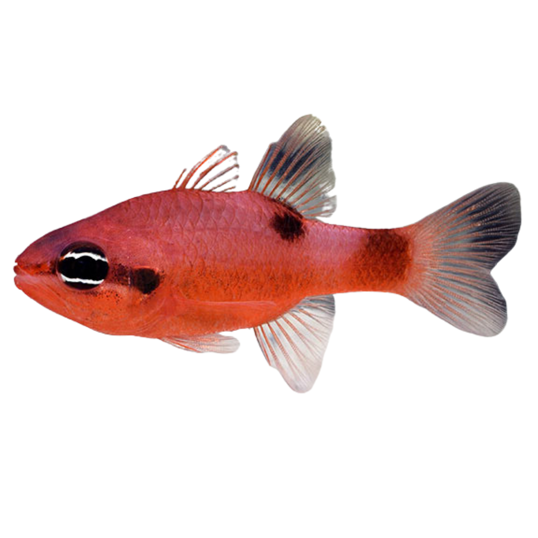 MISC. FISH – Foxy Saltwater Tropicals