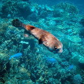 Buy Puffer Fish Collection | Foxy Saltwater Tropicals